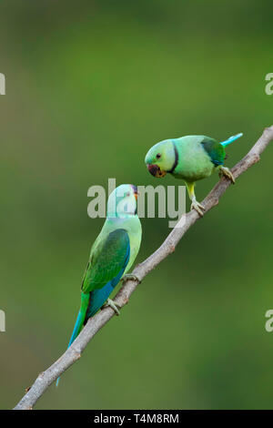 Blue winged parakeet, Malabar parakeet, Psittacula columboides, female ...