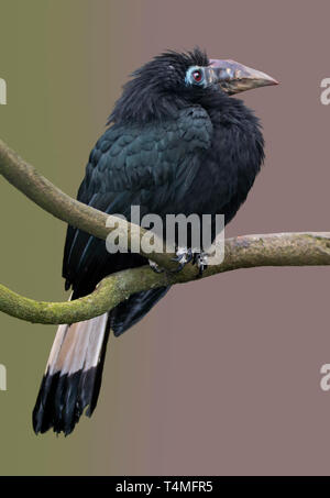 Visayan Tarictic Hornbill, (Penelopides panini panini), adult female ...