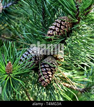 Lodgepole Pine, Pinus contorta, needles and open cones on Mount ...