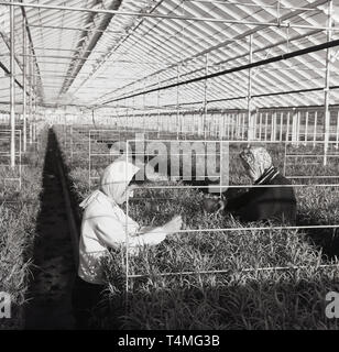 1950s, historical, workers in a garden nursery checking plants in a ...