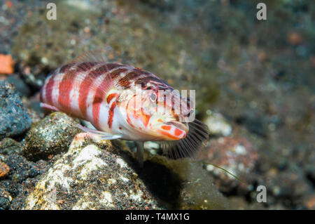 Closeup of tropical marine Parapercis schauinslandii or Redspotted ...