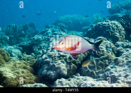 Buckel Humpback Snapper or Paddletail Snapper [Lutjanus gibbus. Bali ...