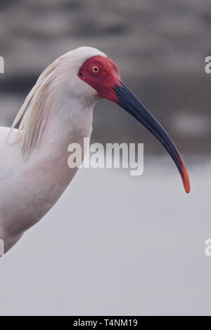 Endangered Asian Crested Ibis (Nipponia nippon) in Shaanxi Province ...
