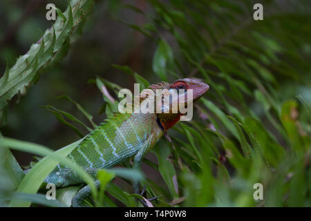 Lizard acamouflaged amongst ferns.. Sinharaja Forest. Sri Lanka Stock ...