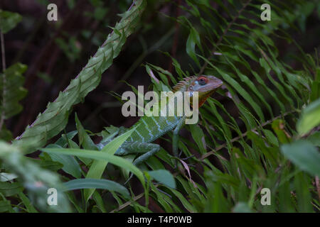 Lizard acamouflaged amongst ferns.. Sinharaja Forest. Sri Lanka Stock ...