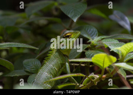 Lizard acamouflaged amongst ferns.. Sinharaja Forest. Sri Lanka Stock ...