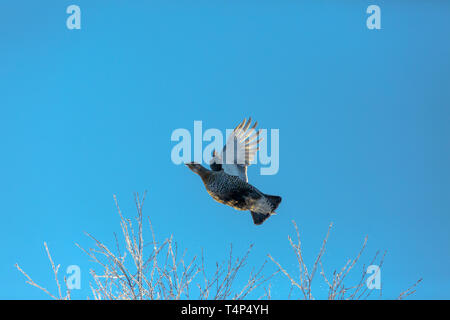 Female black grouse flies up in winter from a tree covered with ...