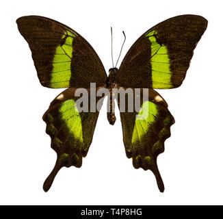 Green papilio palinurus butterfly with open wings on blurry nature ...