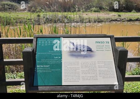 Eastern Caspian Aquatic Turtle (Mauremys caspica caspica), Caspian ...