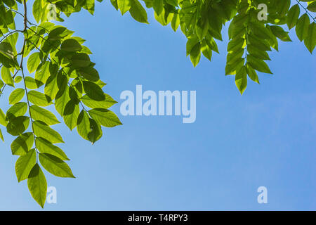 Silhouette green leaves under sunlight, focus on leaf Stock Photo - Alamy