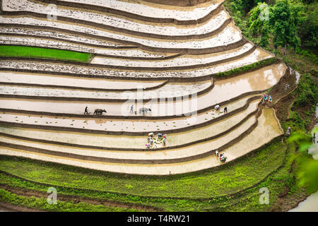 The image is as beautiful as the oil painting of terraced field. Curved ...