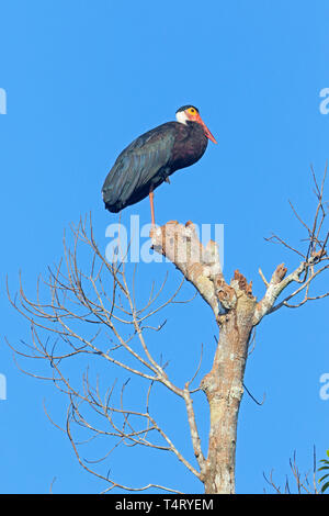 Indonesia, Borneo, Kalimantan, Tanjung Puting National Park, Borneo ...