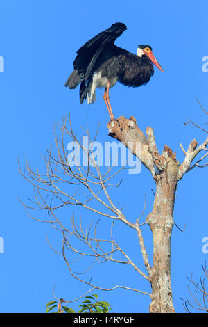 Storm's Stork perched on a dead tree in Tanjung Putting Nature Reserve ...