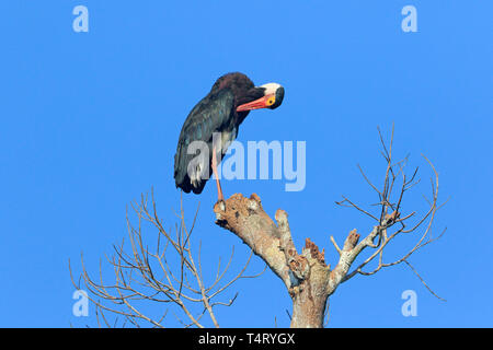 Storm's Stork perched on a dead tree in Tanjung Putting Nature Reserve ...