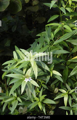 Golden Pseuderanthemum, Yellow-Vein Eranthemum, Pseuderanthemum ...