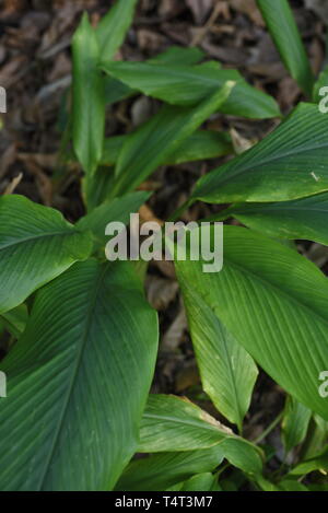 Turmeric - Curcuma longa Zingiberaceae - Honduran name is curi ...