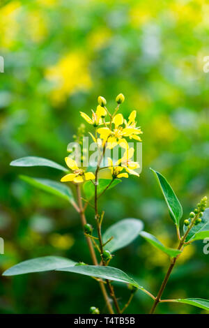 Thryallis glauca, Galphimia, Gold Shower, yellow flower natural in garden Stock Photo - Alamy