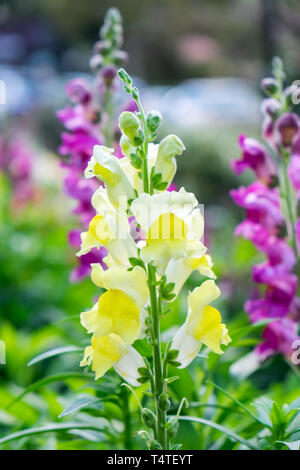 Snapdragon,Scrophulariaceae,yellow flower beautiful in garden Stock ...