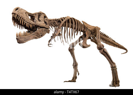 dinosaur dead body on a white background Stock Photo - Alamy