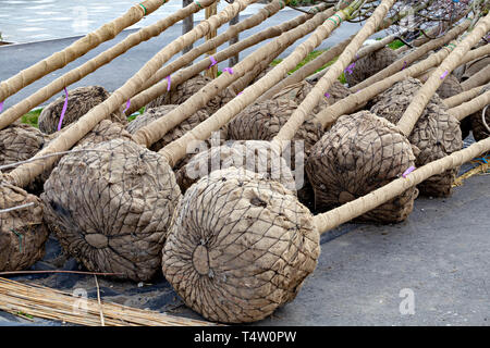 Balled and burlapped tree ready for transplanting. Root ball of trees ...