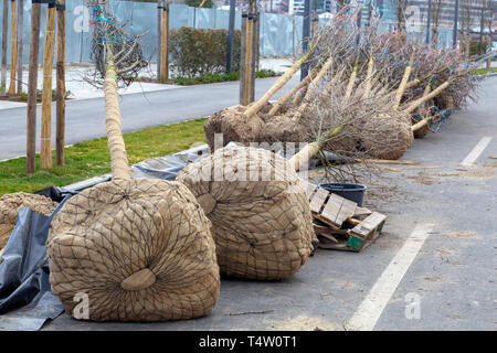 Balled and burlapped tree ready for transplanting. Root ball of trees ...