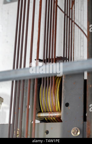 Inside elevator shaft and traction ropes. Elevator shaft maintenance ...