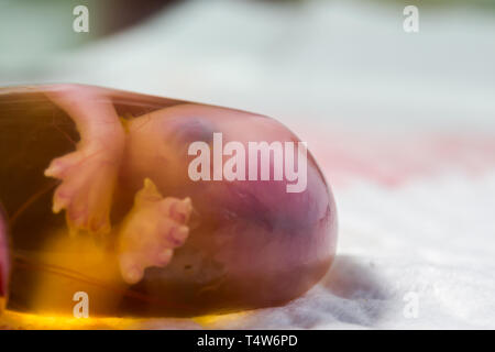 cat foetus in the amniotic sac close-up Stock Photo - Alamy