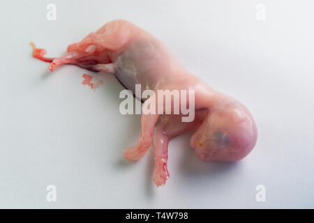 cat foetus isolated on white surface Stock Photo - Alamy