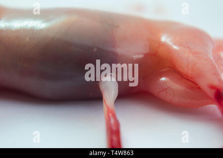 the umbilical cord and the back part of body of a cat's fetus Stock ...