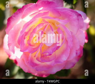 Beautiful Bicolor Red and Yellow Rose Blooming on Flowerbed in City ...