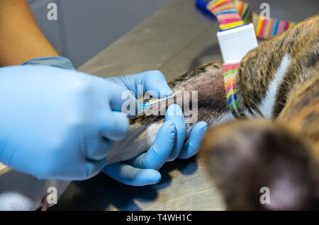 Intravenous catheter placement in a sedated dog by a veterinarian Stock ...