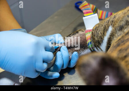 Intravenous catheter placement in a sedated dog by a veterinarian Stock ...