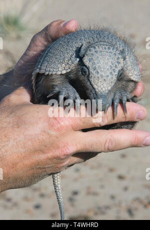 Pichi Zaedyus pichiy Peninsula valdes Argentina South America one ...