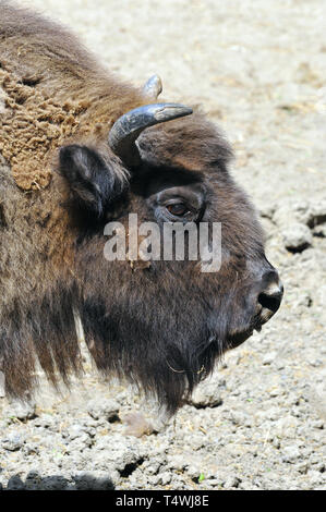 European bison, wisent, Europäische Bison, európai bölény, Bison ...