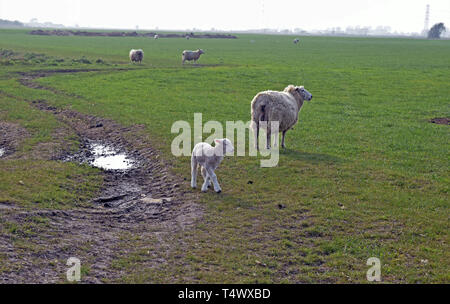 A muddy field on the Kentish Marshes England filled with white mother ...