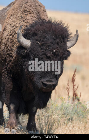 bison change the fur in Antelope island state park in Utah Stock Photo ...