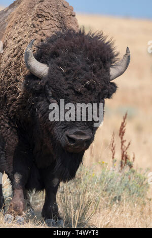 bison change the fur in Antelope island state park in Utah Stock Photo ...