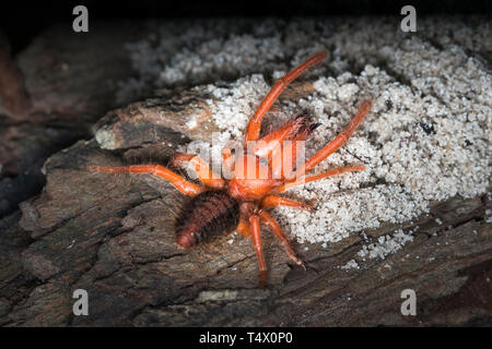 Camel spiders - Paragaleodes heliophilous are large arachnids generally ...