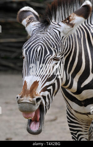 Grévy's zebra, imperial zebra, Grevyzebra, Zèbre de Grévy, Equus grevyi ...