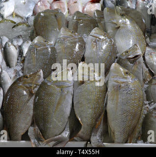 Fresh thread fin bream fish on display on a fishmonger’s market stall ...