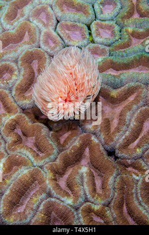 Magnificent Tube Worm (Protula magnifica), fishing plankton particles ...