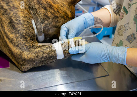 Intravenous catheter in the cephalic vein of a dog in a preoperatory ...