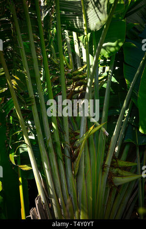 Close-up of fanning palm leaf Stock Photo - Alamy