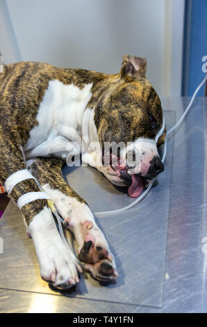 Sedated dog on an exploration table before an endovenous treatment ...
