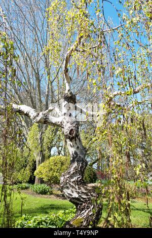 Birch tree at the Oregon Garden in Silverton, Oregon Stock Photo - Alamy