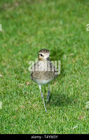 Pacific Golden Plover, Pluvialis fulvanon in non breeding plumage, Maui ...