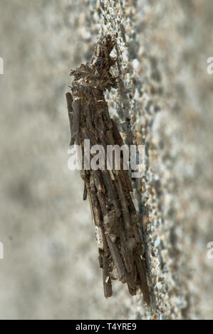 Libelloides sp.; owlfly larva climbing wall in Liguria, encased in ...