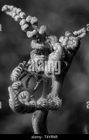 Pteridium sp.; bracken shoots unfurling in Liguria Stock Photo - Alamy