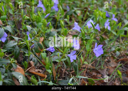 Spring perennial carpeted flowers, Ukrainian periwinkles, periwinkle ...