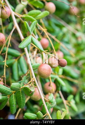 Young Small longan fruit on tree with green leaf Stock Photo - Alamy